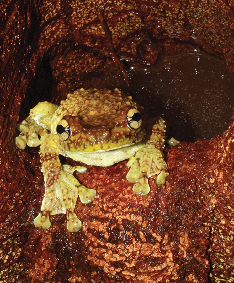 Species New to Science: [Herpetology • 2016] Tepuihyla shushupe ...