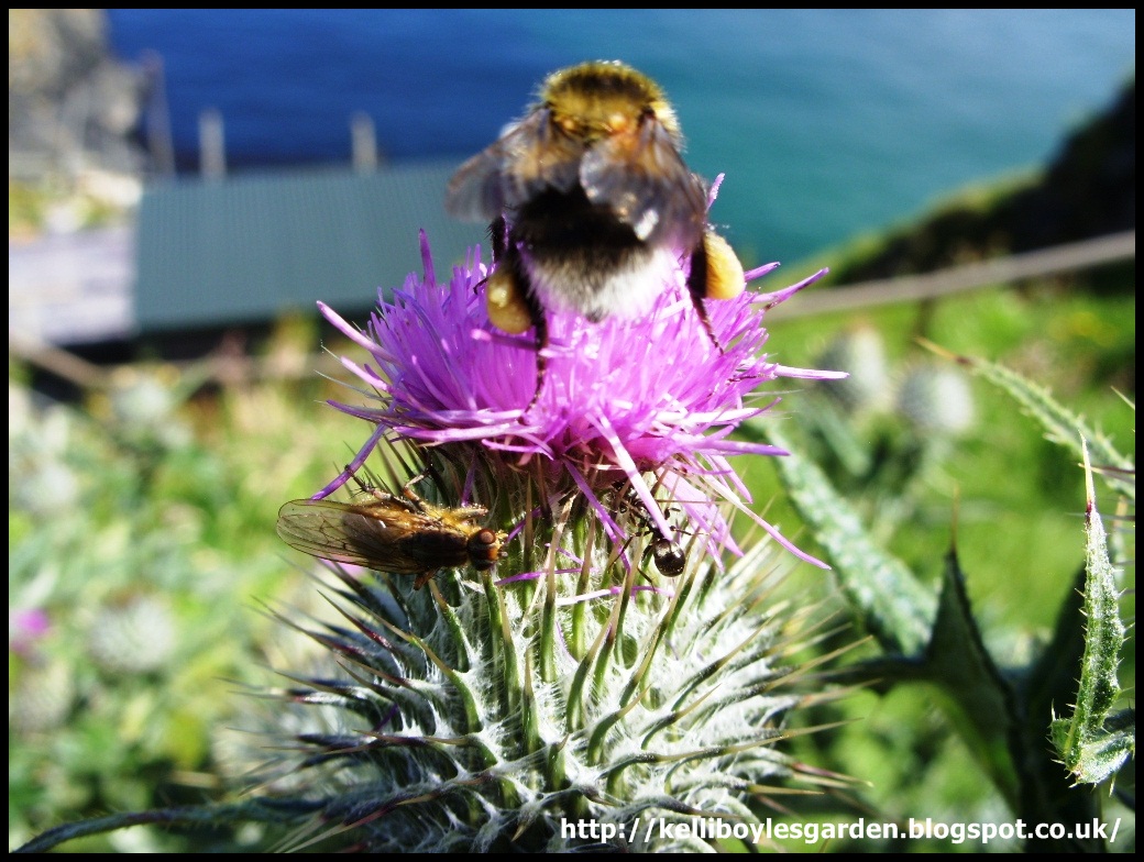 Kelli's Northern Ireland Garden: Photographing Insects