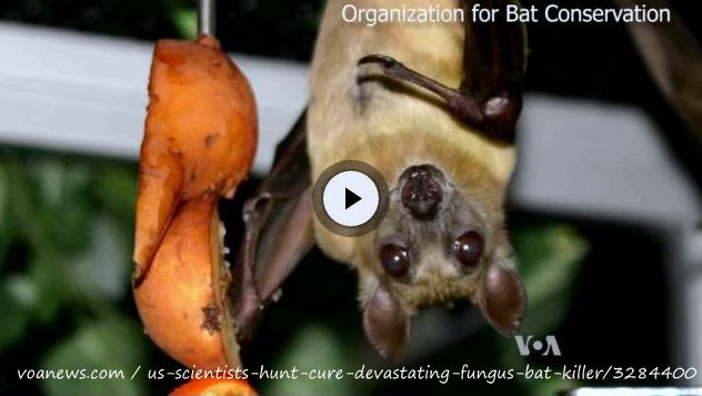 US Scientists Rush to Stop Devastating Bat Killer
