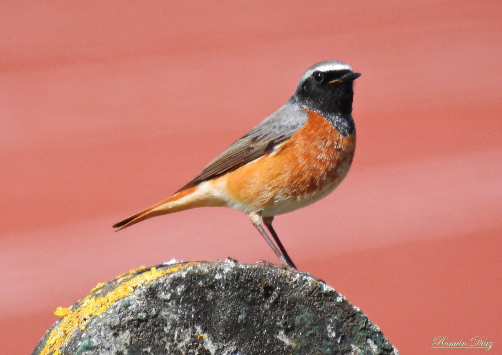 Fotoafición Román: abril 2016