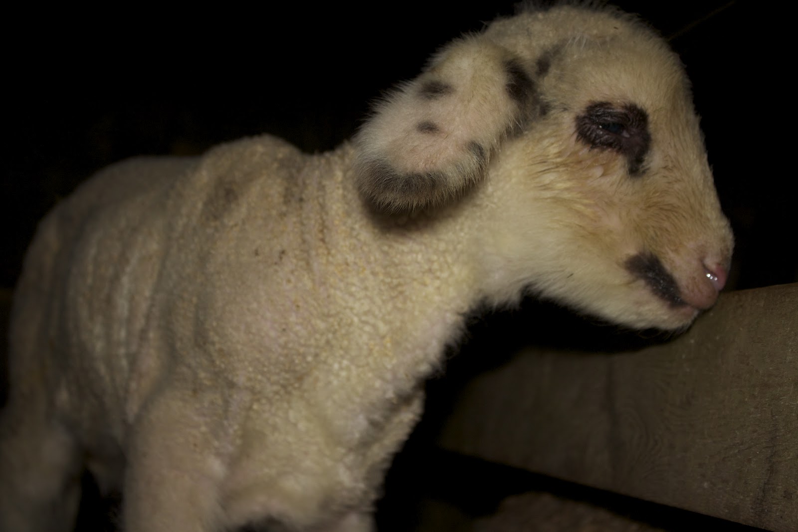 Bandit Stole my Heart: The life of sheep