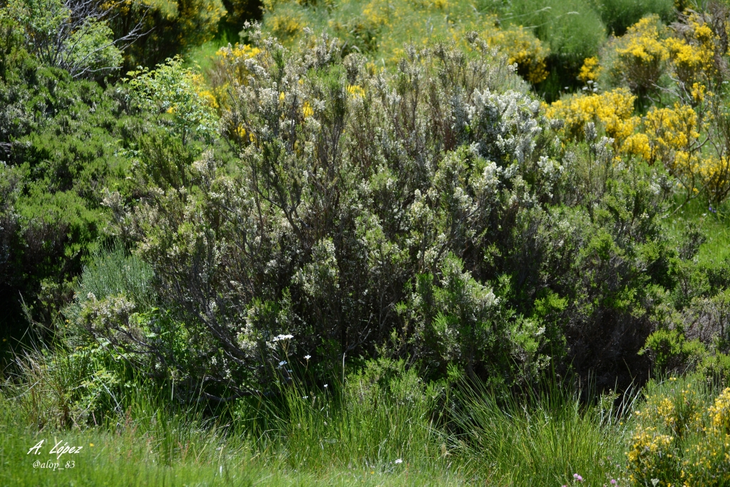 Flora de la Península Ibérica: Erica arborea L. (Fam. Ericaceae ...