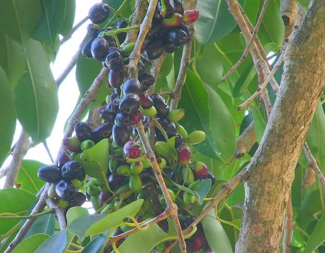 TERATAK SENJA: Buah Keriang Dot