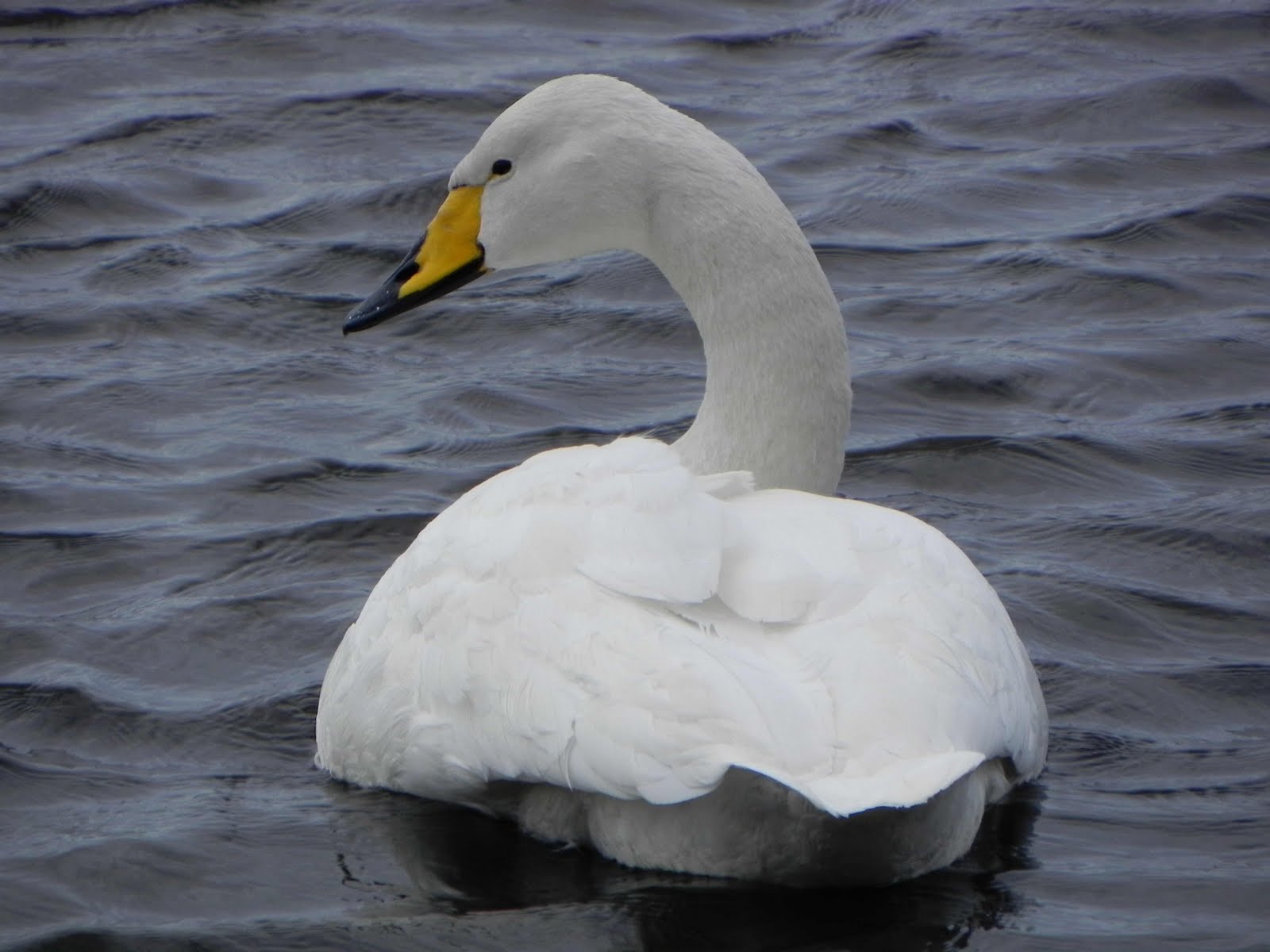 Maalie's Bird of the Day: 168. Whooper Swan