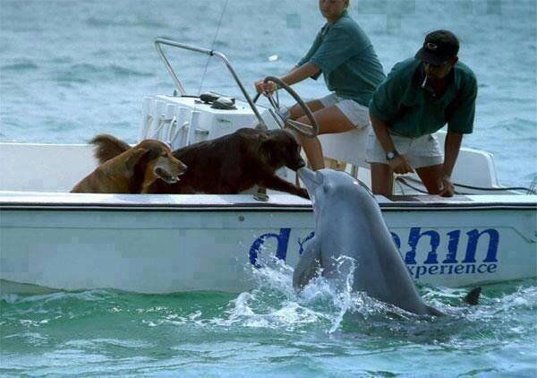 two different animals coming together | Amazing Image Around the World