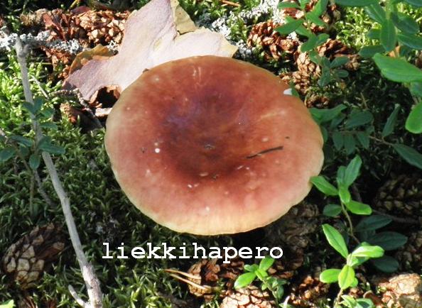 sieniopas: heinäkuuta 2012