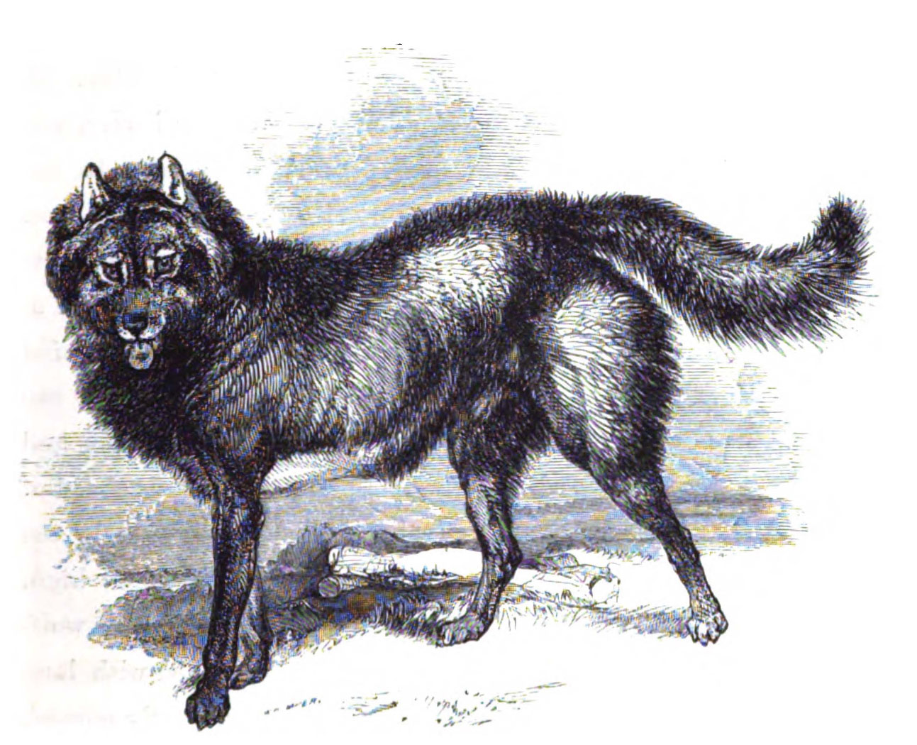 Fuegian dog - Alchetron, The Free Social Encyclopedia