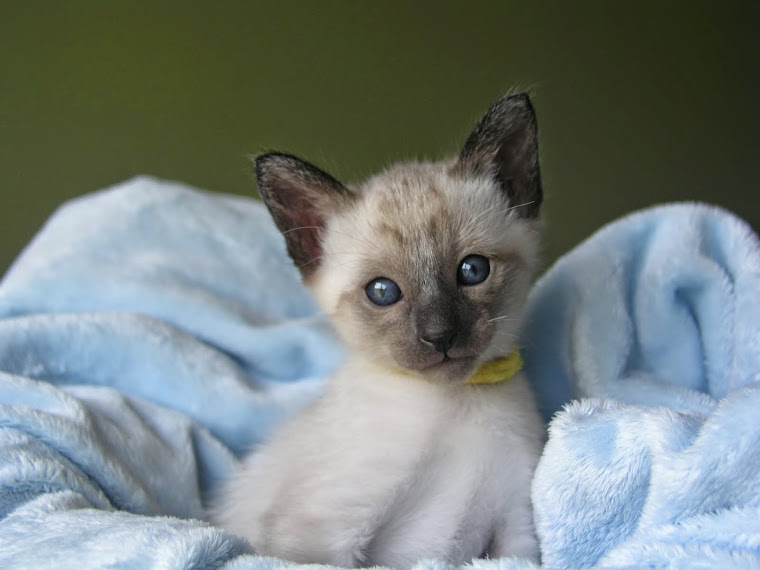 Carolina Blues Cattery Siamese Kittens for Sale: Siamese Kittens for ...