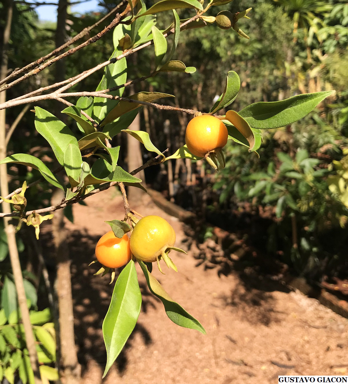 Viveiro Ciprest - Plantas Nativas e Exóticas: Pitomba Amarela da Bahia ...