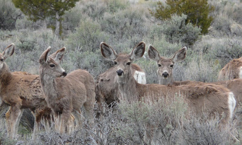 Ben and Joy: Great Basin Mammals