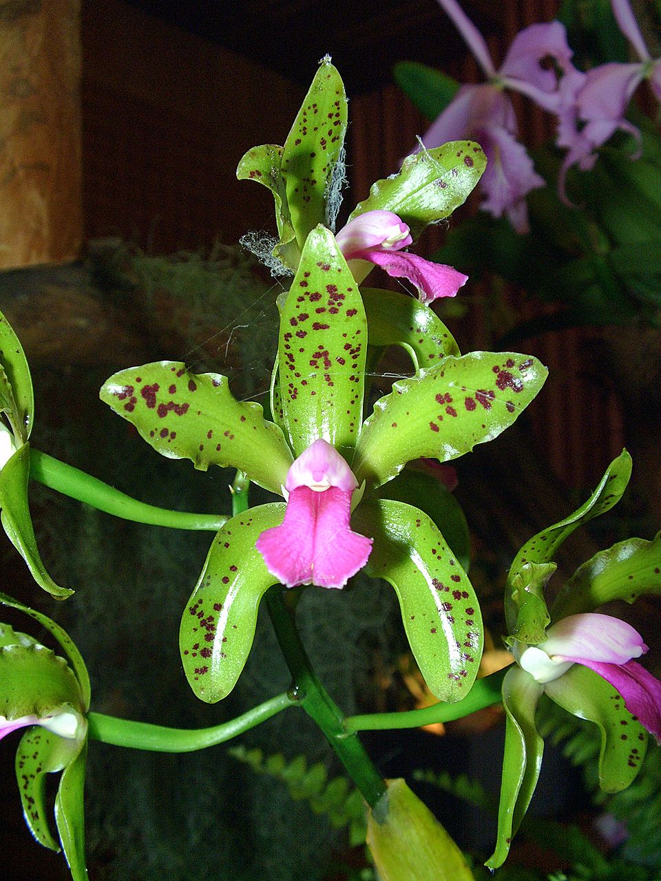 Grow and care Cattleya guttata orchid - Spotted Cattleya | Travaldo's blog