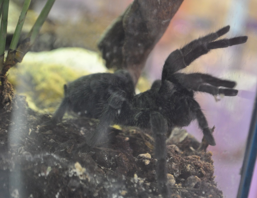 ZOOTOGRAFIANDO (6.100 ANIMALS): TARÁNTULA NEGRA BRASILEÑA / BRAZILIAN ...