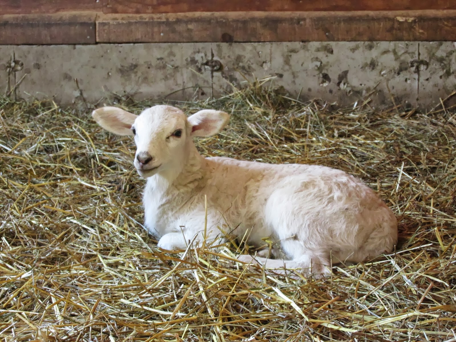 A Shepherdess's Journal to Sheep Farming: Injured Lamb