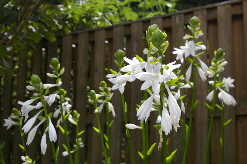 The DuBrule Diaries: The August Lily