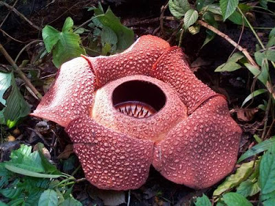 Pemimpi dari Pantai Barat Sumatera: Perbedaan Rafflesia Arnoldii dan ...