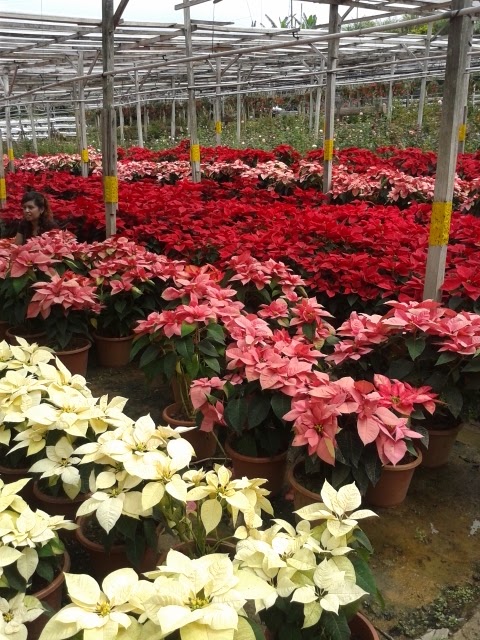 ENJOY'S OUR LIFE: BUNGA BUNGA DI KUNDASANG SABAH