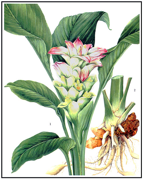 Medicine Wheel: Curcuma Longa (turmeric) – a Common Spice With the ...