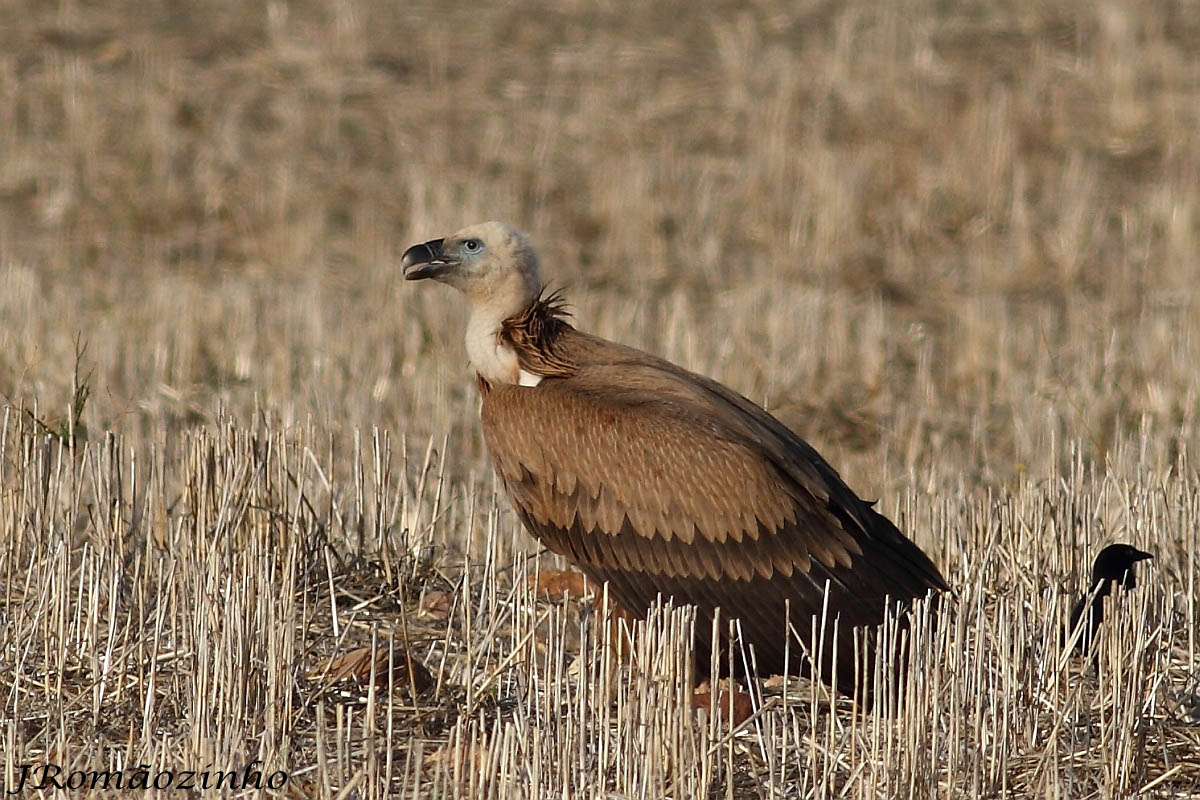 Pescador de aves: Grifo