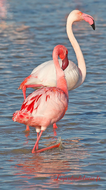 Flamant nain, en visite en Camargue. (Phoeniconaias minor)