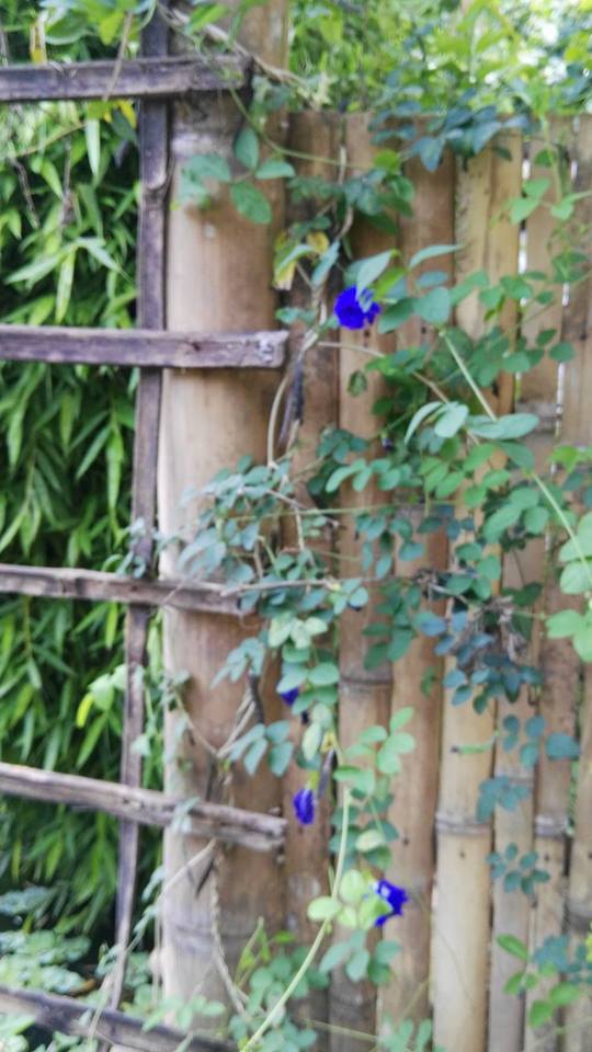 Lemon GreenTea: Jaya Secret Garden grows Blue Ternate Flower (Butterfly ...