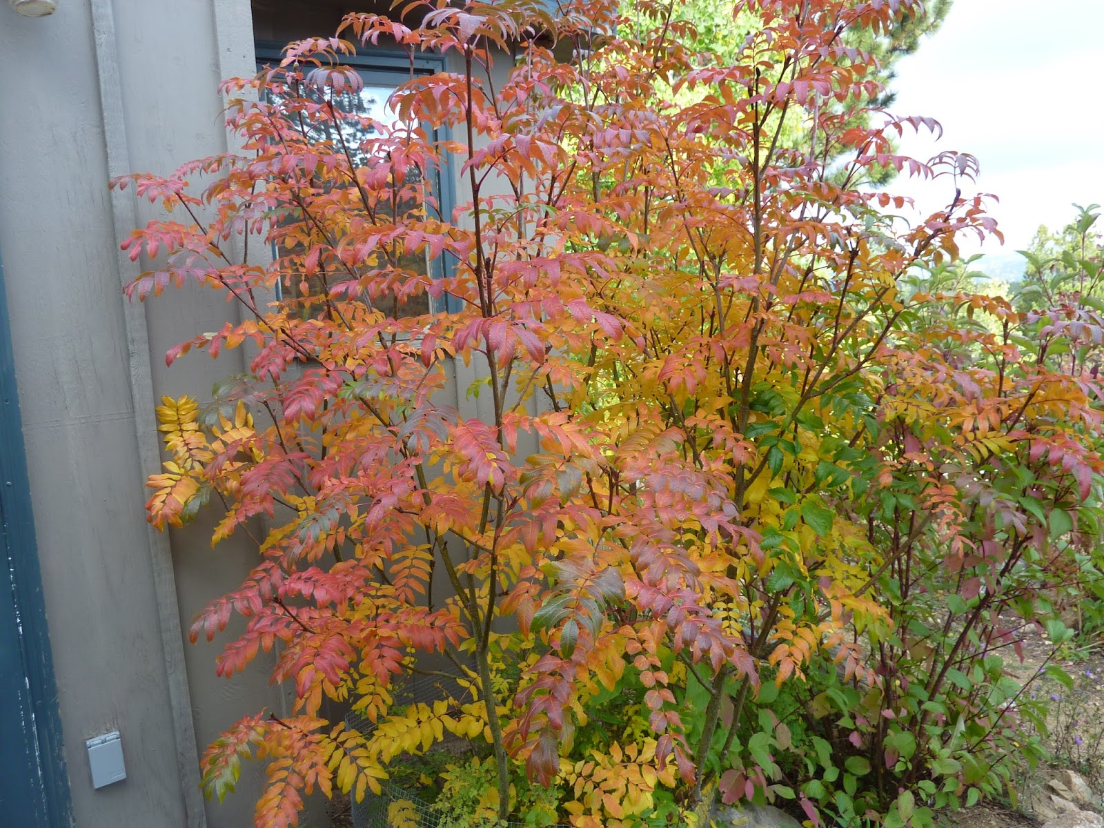 CO-Horts: Native plants for fall color
