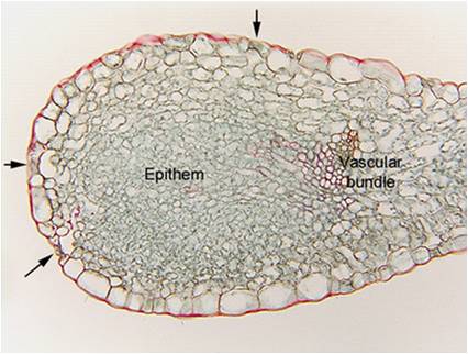Kimeni's Blog: Jaringan Sekresi