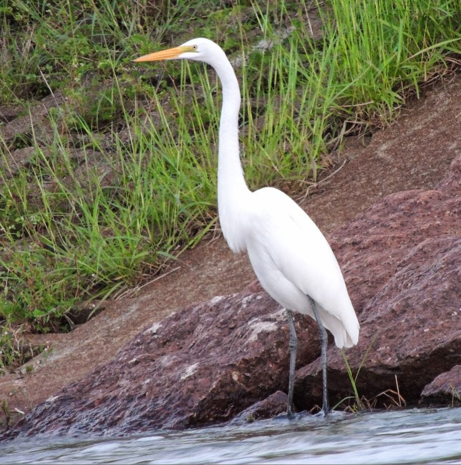 H-Town-West Photo Blog: Birdwatching on Buffalo Bayou in the Fall