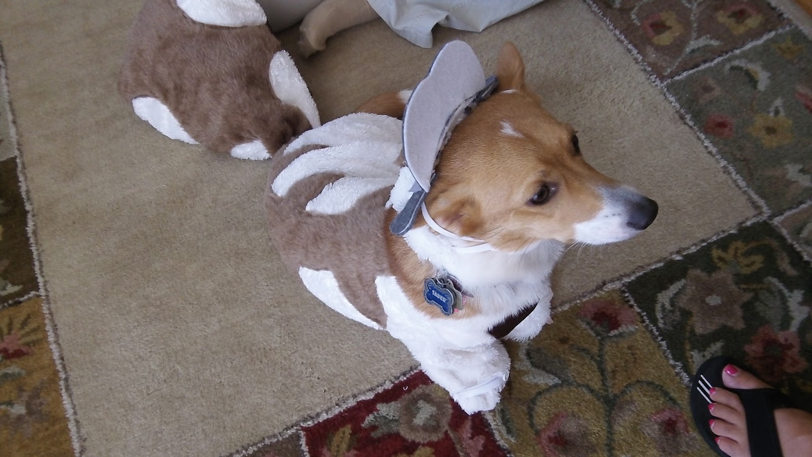 My Dog Is Fun Sized: Appa costume done