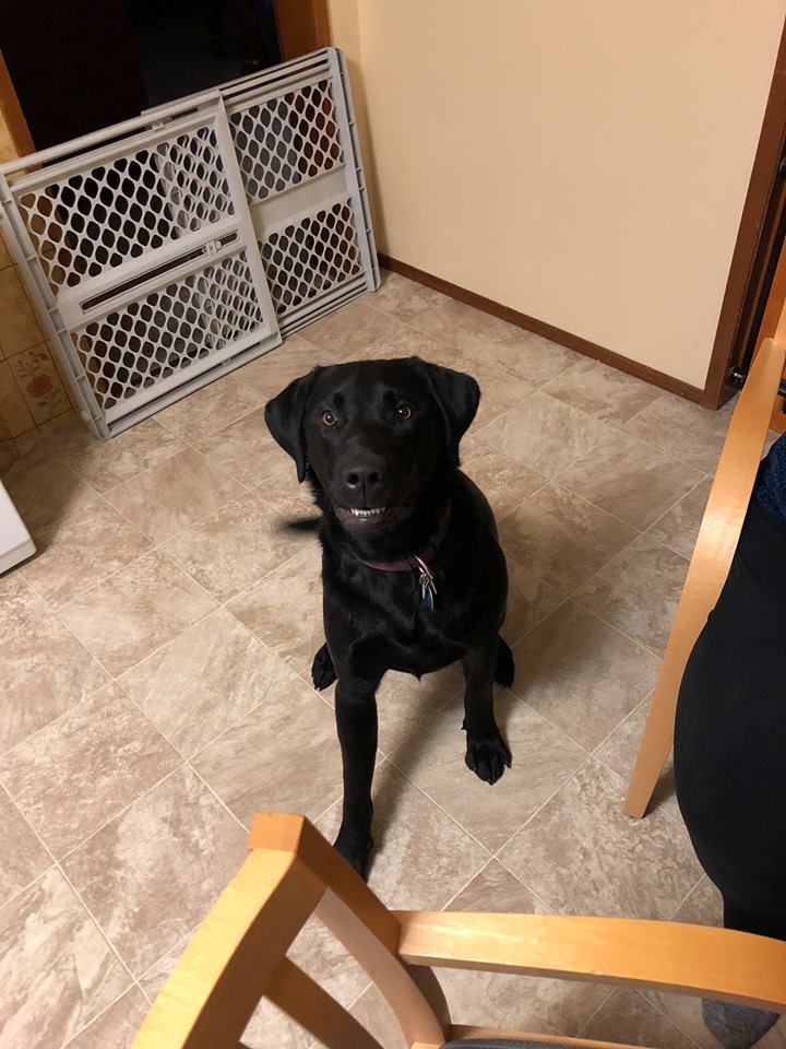 Adopt 1 Year Old Labrador