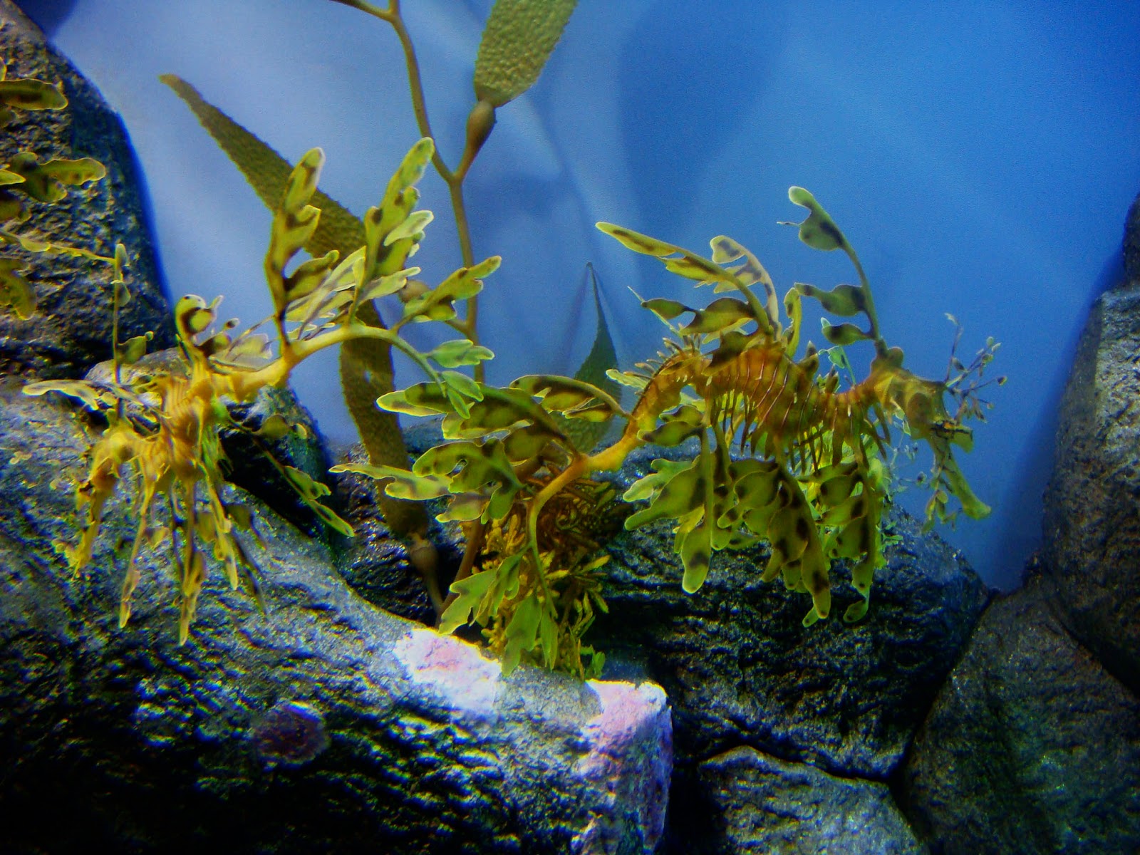 Trabajar en el zoo: Cuidados del dragon de mar foliáceo