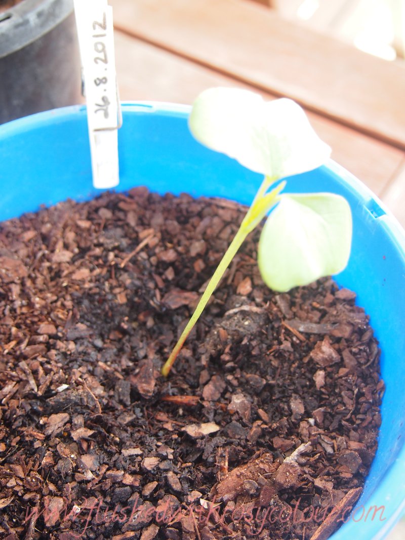Flushed with Rosy Colour: 2 week old potted cotton sprout