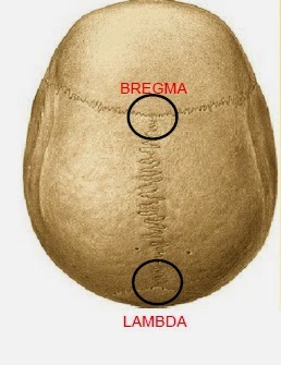 Apunte: guias de anatomia | Anatomía Normal | Medicina UNC | | Filadd