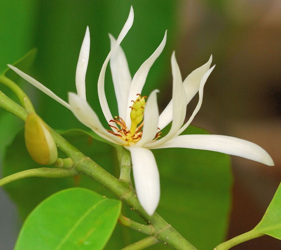 Ini Ia 4 Jenis Bunga Cempaka Yang Cukup Terkenal Di Indonesia - Lim ...