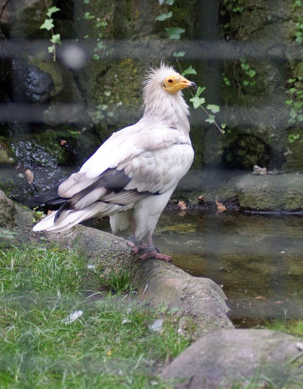 Faszination Geier: Gastbeitrag: Geier im Zoo Berlin