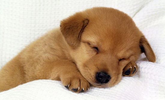 Mi favorito animal es un perrito: May 2016