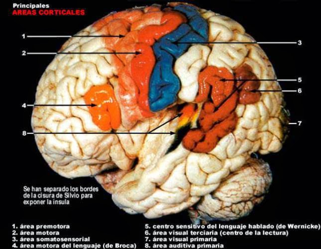 Áreas corticales su ubicación y función