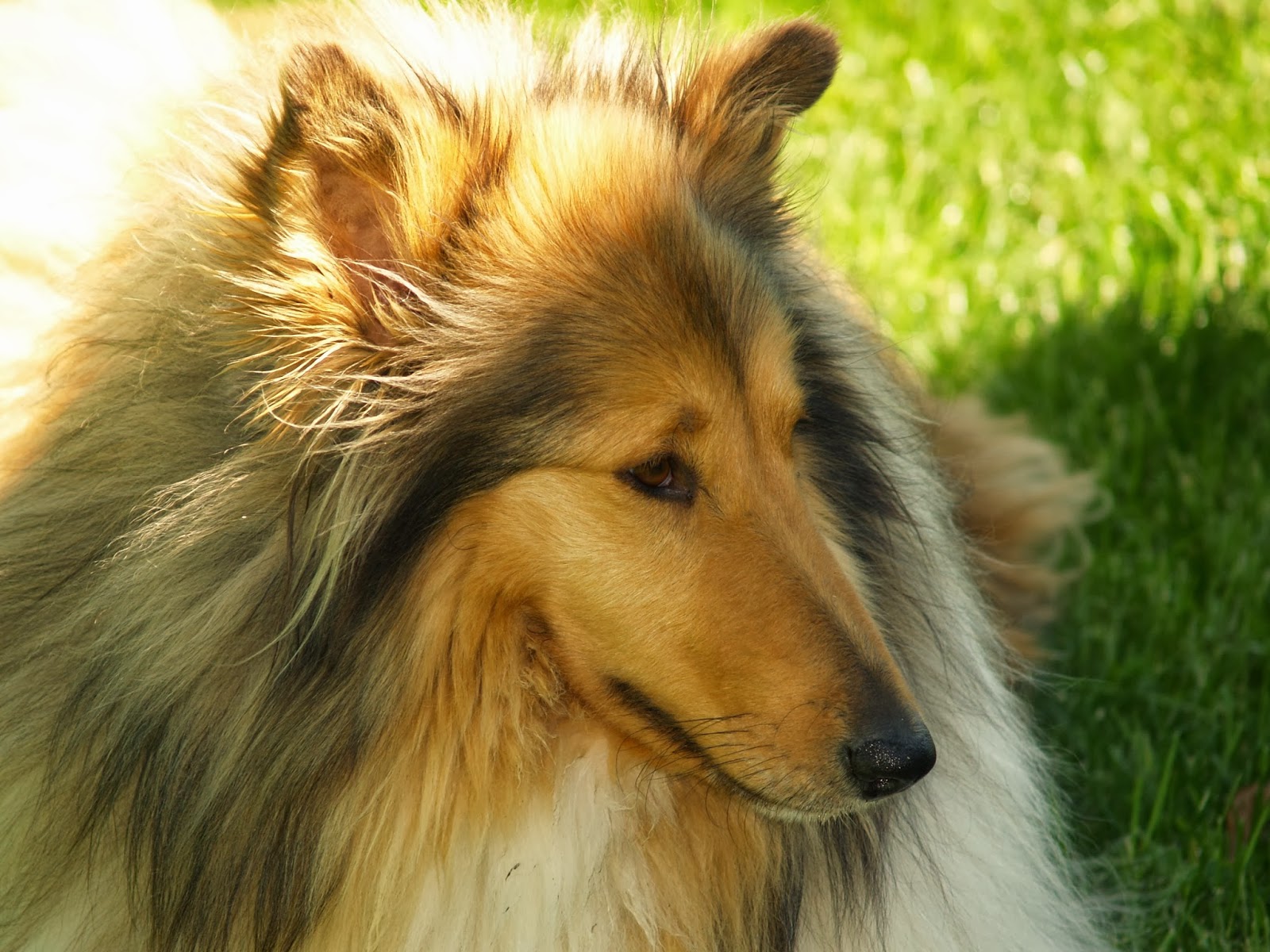 es sobre perros: ¿Es el Collie la raza de perro adecuada para mí?