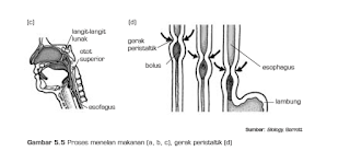 Kerongkongan - Our Akuntansi