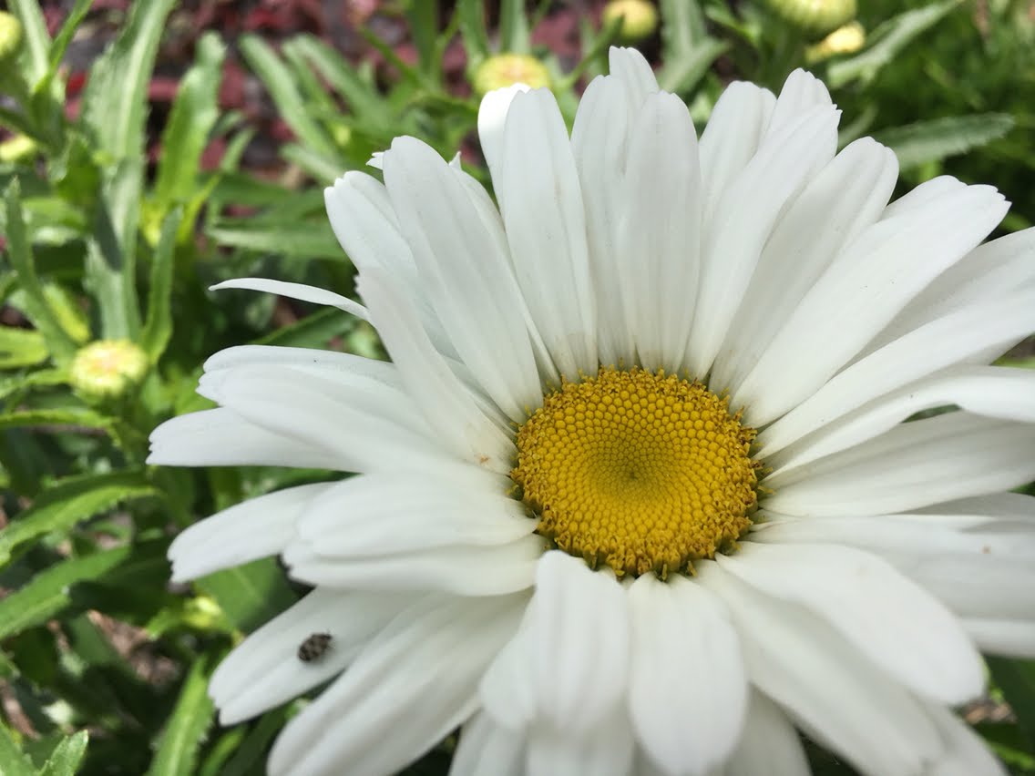 Flowers pictures free for commercial use by bloggers, teachers, students