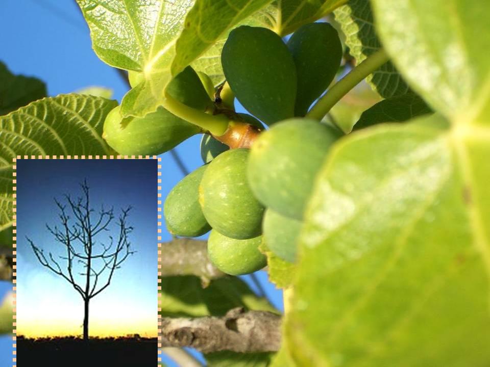 The Essential Jesus: A Cursed Fig Tree