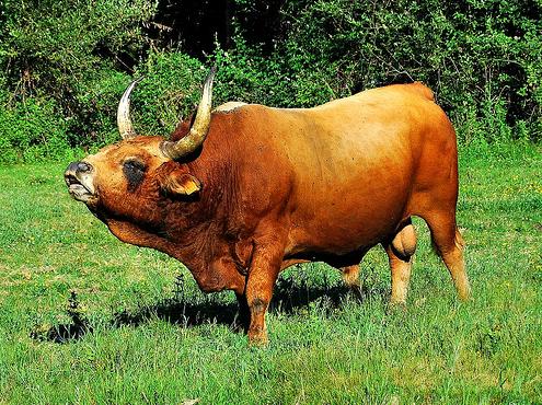 Reflexiones de Paz y Oración: Proverbio 7:22 "Al punto se marchó tras ...