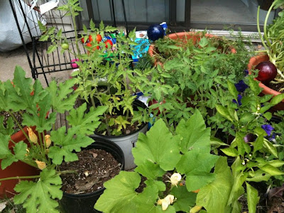 Nourished Heart: Container Gardening {a series} : Getting Started