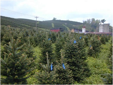 NCSU PDIC: Phytophthora Root Rot on Fraser Fir