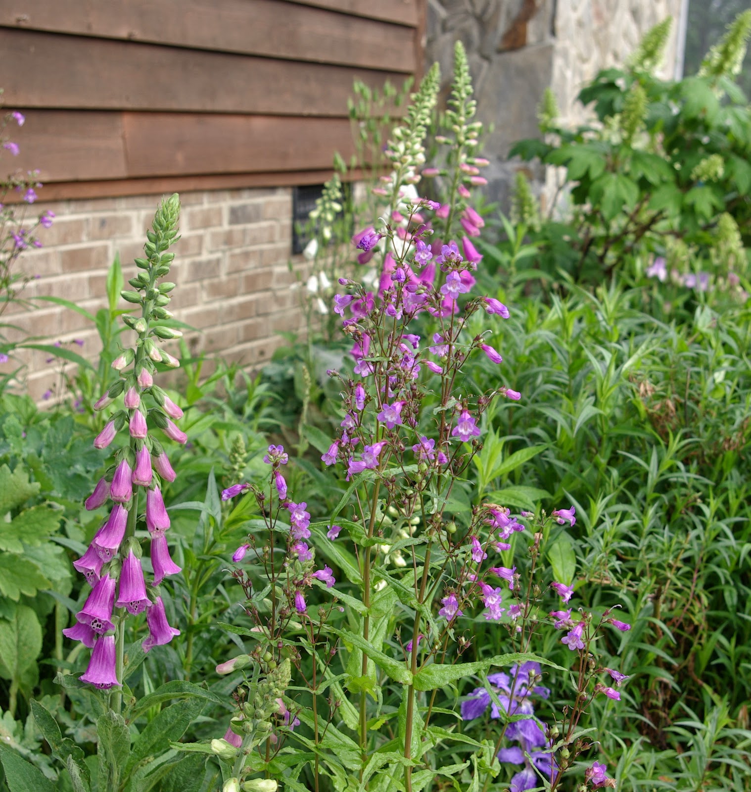sweetbay: Penstemons