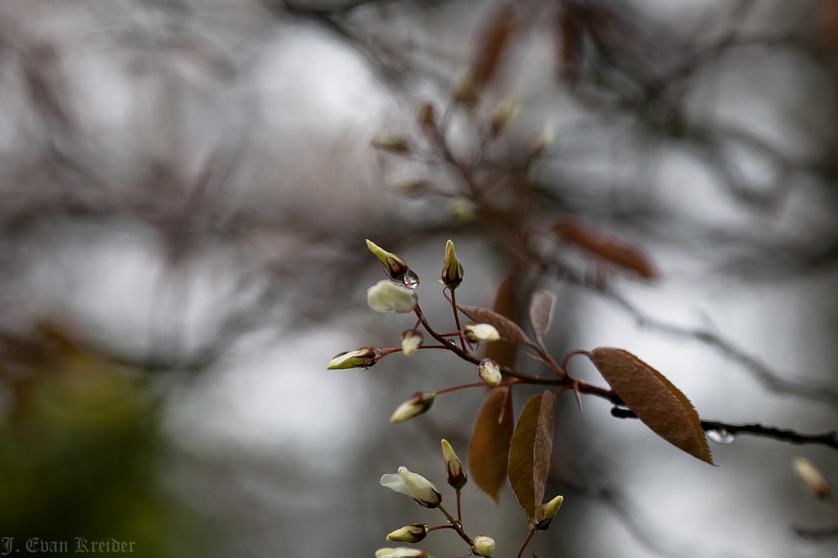 Kreider's Korner Photographs: Saskatoon tree blossoms