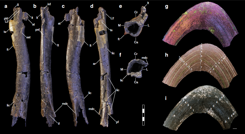 Sciency Thoughts: Moros intrepidus: A small Tyrannosauroid Theropod ...