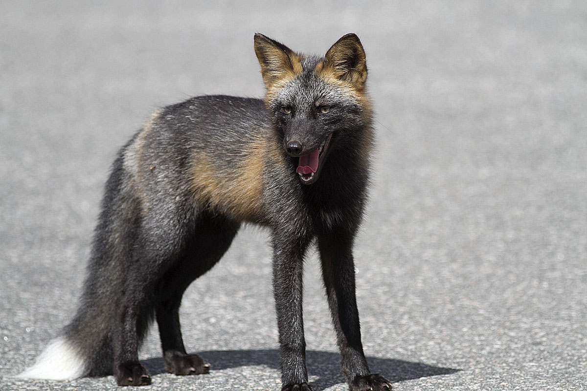 Ann Brokelman Photography: Cross Fox, Norris Point, Newfoundland Sept 2013