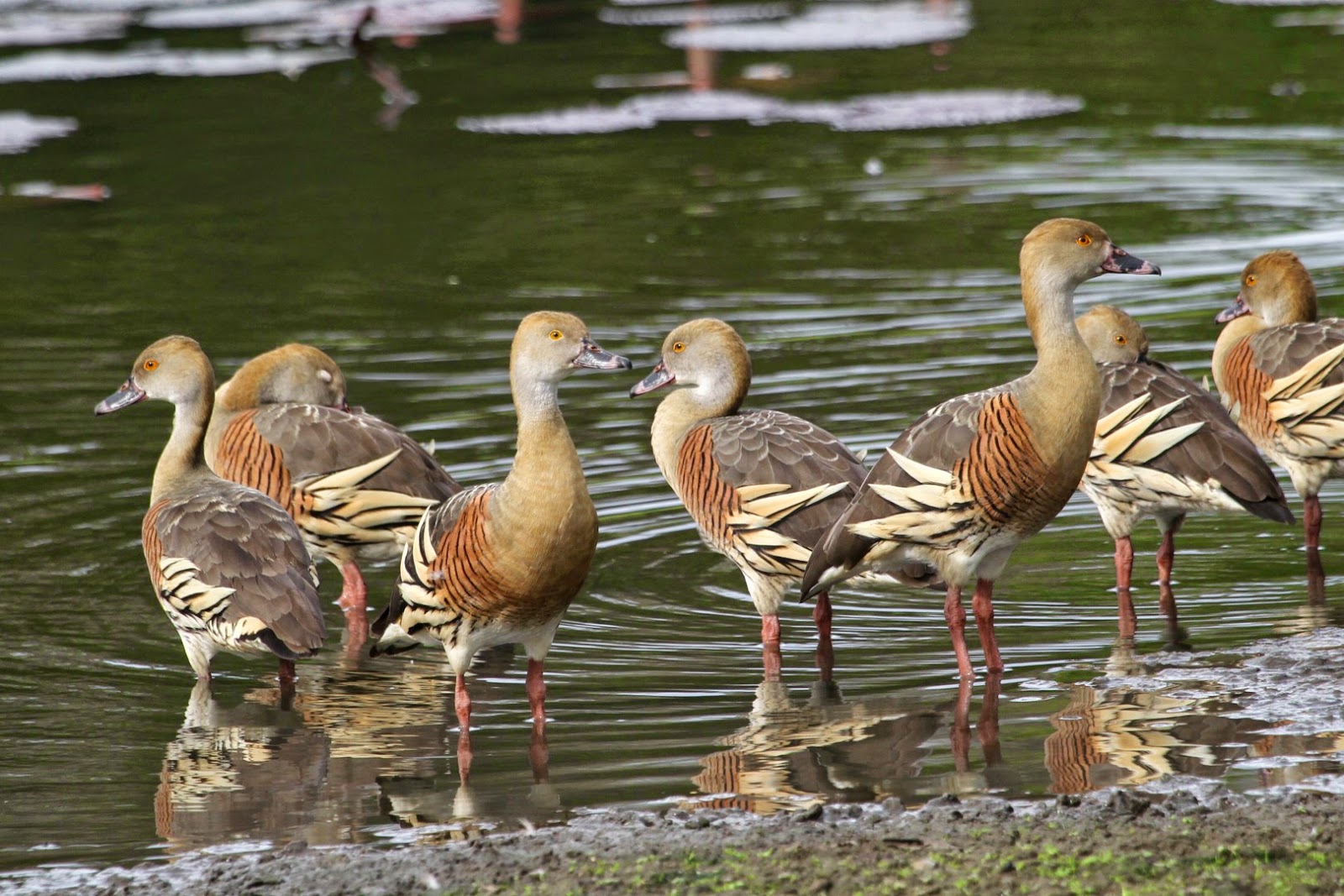 Simon Boyes: PAPUA NEW GUINEA - More birds