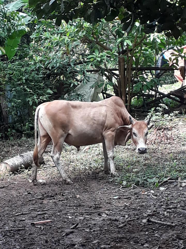 Ruang Coretan Cik Ila Kidal: Daging Korban 2018