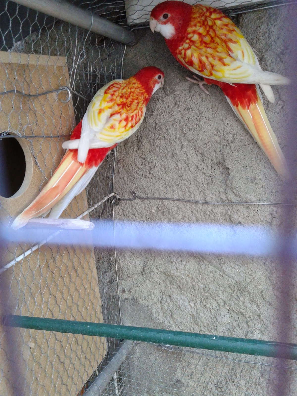 Aves Nunes: Roselas Rubinas